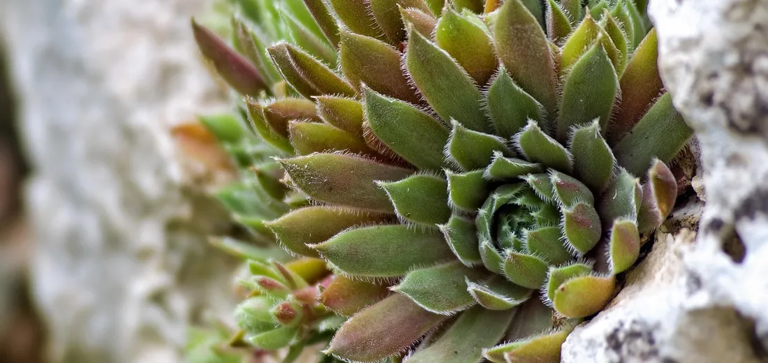 Tiny Succulents for Small Spaces - Hardy House Plants