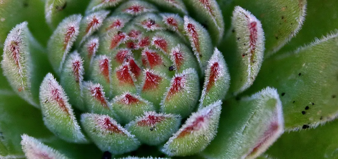 How to Divide and Separate Succulent Plants Successfully - Hardy House ...